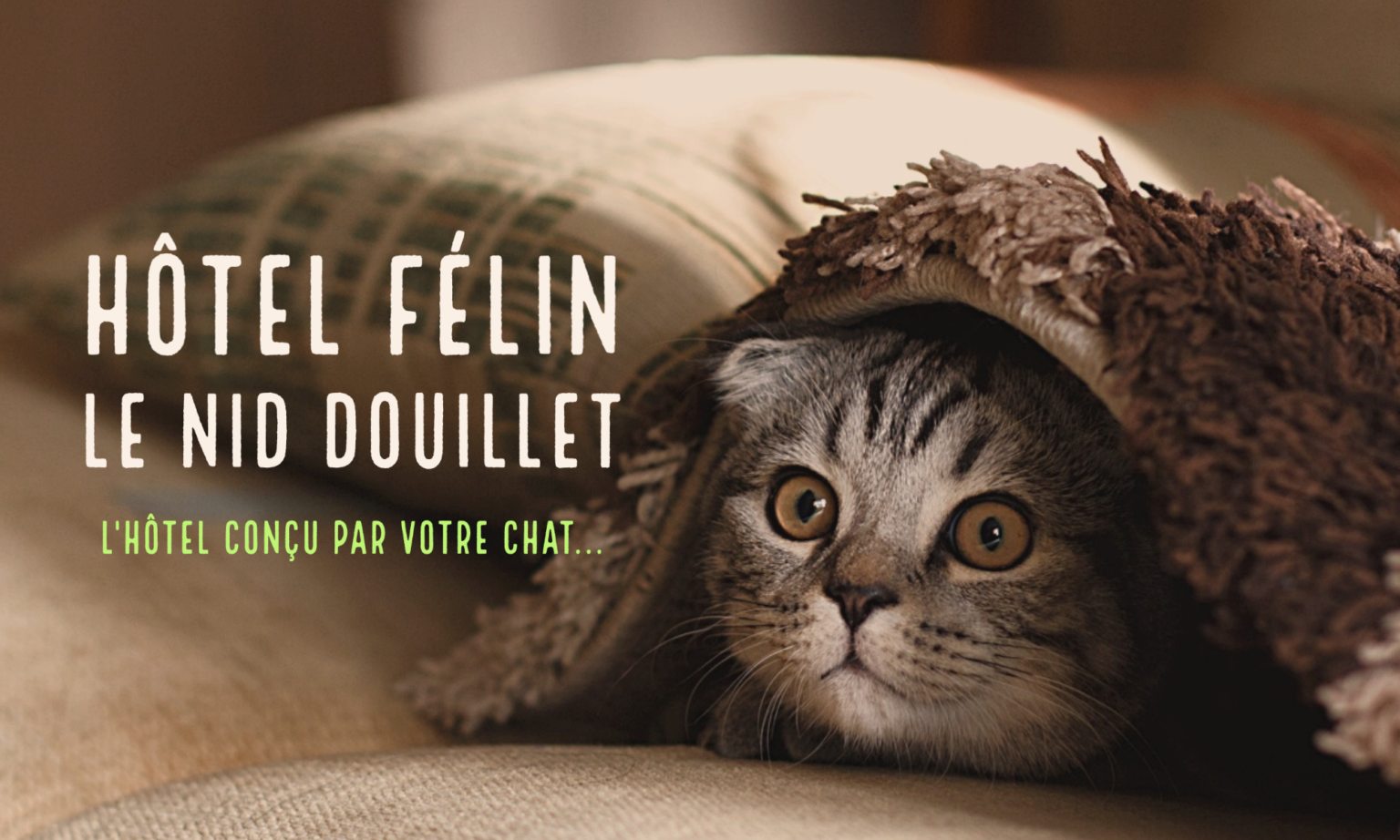 Bienvenue au Nid Douillet, l'hôtel pension tout confort pour votre chat